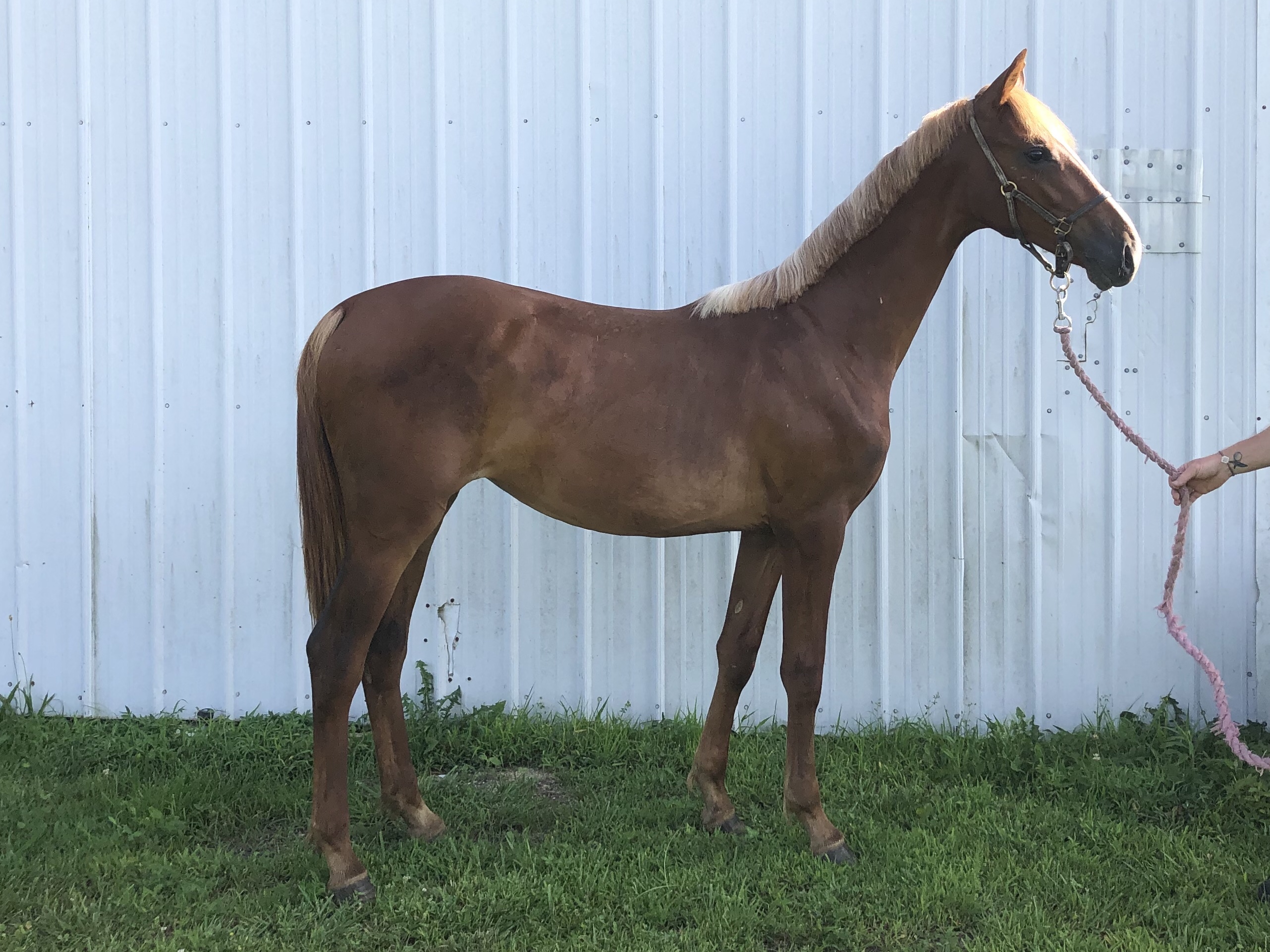 Breeding Stock – Waypoint Farm